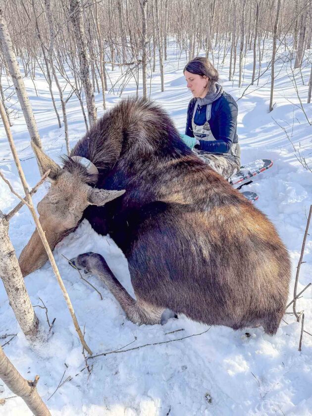 Joint research team continues U.P. moose survival study effort | News ...